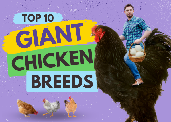 Giant Chicken Breeds - Experts Reveal the Top 10!😱 - chickenexperts