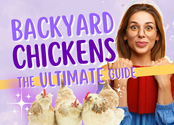 Backyard Chickens: An Ultimate Guide from the Experts! - chickenexperts