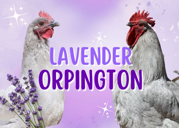 Lavender Orpington – The Ultimate Guide From The Experts 📚 - chickenexperts