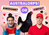 Australorps - Awesome Addition or Awful Idea? 🤔 - chickenexperts