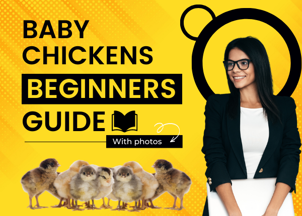 Baby Chickens🐣 – A Beginners Guide From The Experts With PHOTOS ...