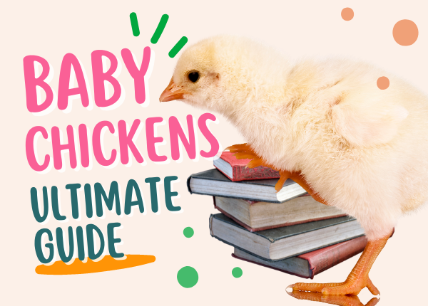 Baby Chickens🐣 – Experts Share What You’ll Need & How to Care for Them ...
