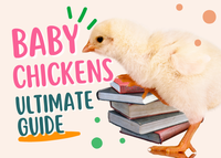 Baby Chickens🐣 – Experts Share What You’ll Need & How to Care for Them ...