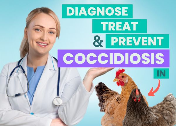 Coccidiosis in Chickens – 💉Prevention, Diagnosis and Treatment Made Ea ...