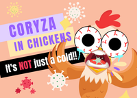 Coryza - The Deadly Cold🤒 You Don’t Want Your Chicken to Catch ...