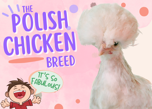 Polish Chickens! The only guide📚 you will need to read. 25 need-to-kno ...